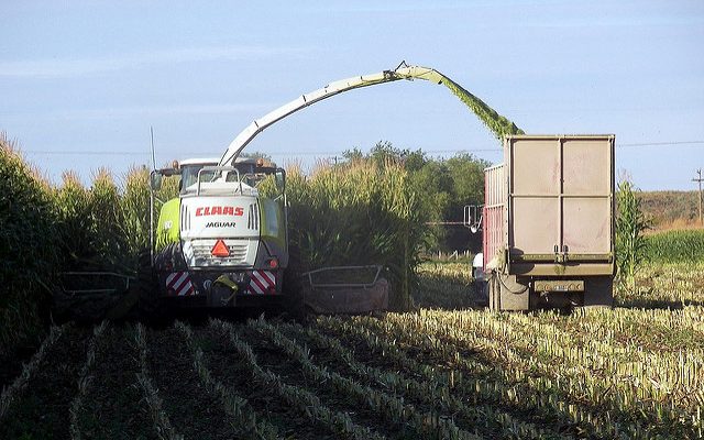 Corn silage whole-plant moisture testing | Dairy Business News