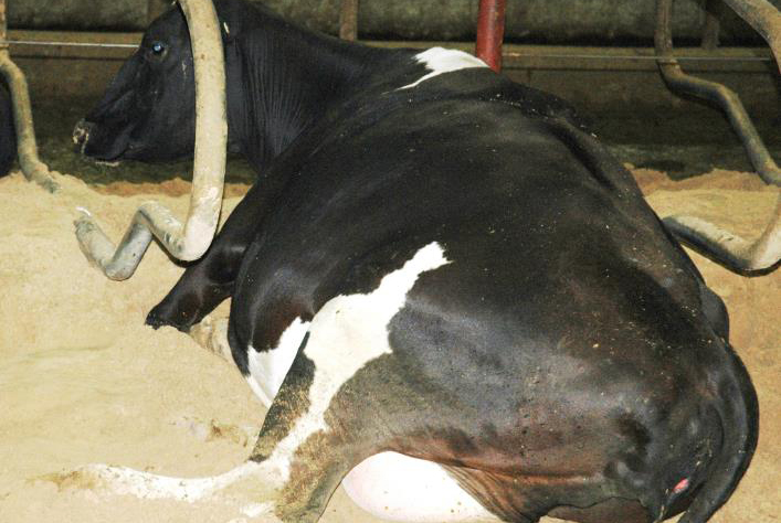 Management of Sand Bedding on Dairy Farms: Part I | Dairy Business News