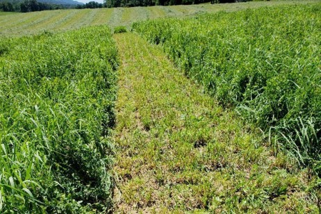Hay, Grassy Weeds, and Prowl | Dairy Business News