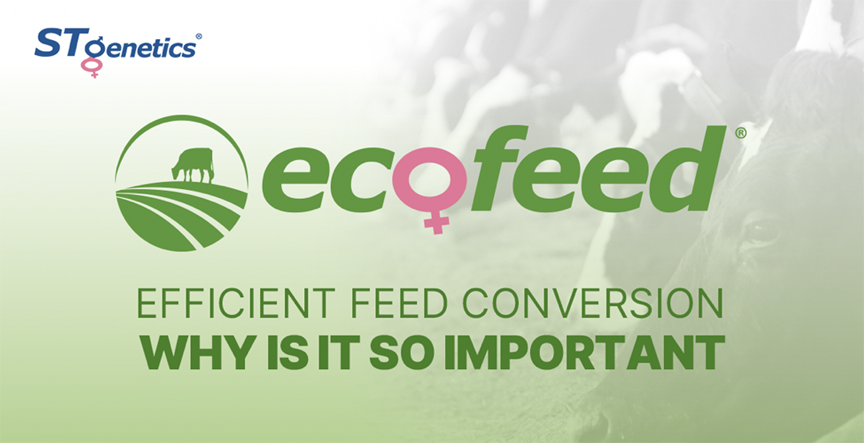 STgenetics presents EcoFeed: Efficient feed conversion and genetics ...