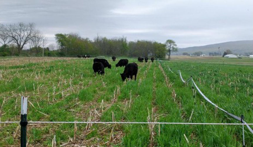 Avoid Soil Compaction When Grazing Cover Crops | Dairy Business News