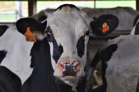 Effects of Repeated OPU Procedures on Fertility in Cattle | Dairy ...