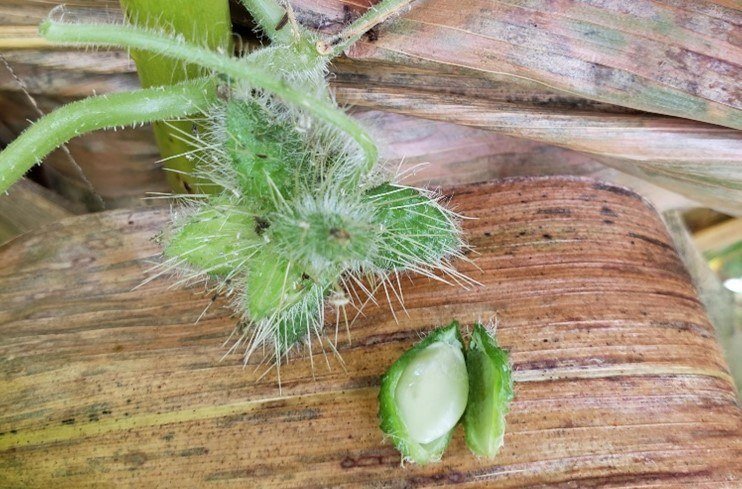 Corn Silage and Burcucumber | Dairy Business News