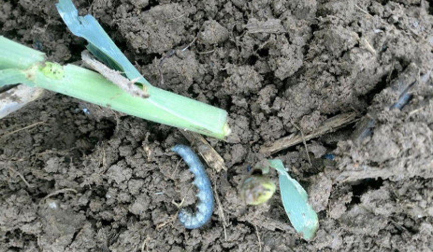 Insect Pests are Active in Corn, Alfalfa, and Small Grains | Dairy ...