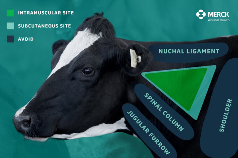 Figure 1. Injection zones for cattle. Photo by Merck Animal Health.