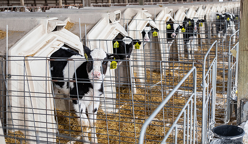 When BRD occurs, diagnose and treat early for best results | Dairy ...