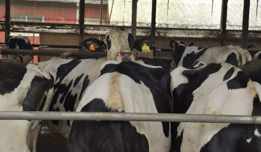 Heat Detection with Cattle | Dairy Business News
