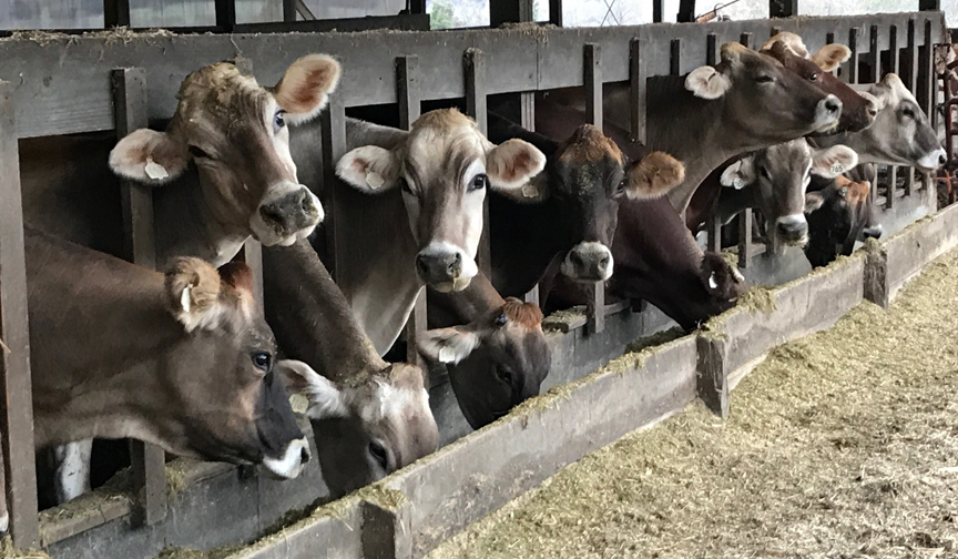 Brown Swiss Herd