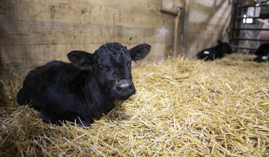 Overcoming Challenges with Beef Cross Cattle | Dairy Business News